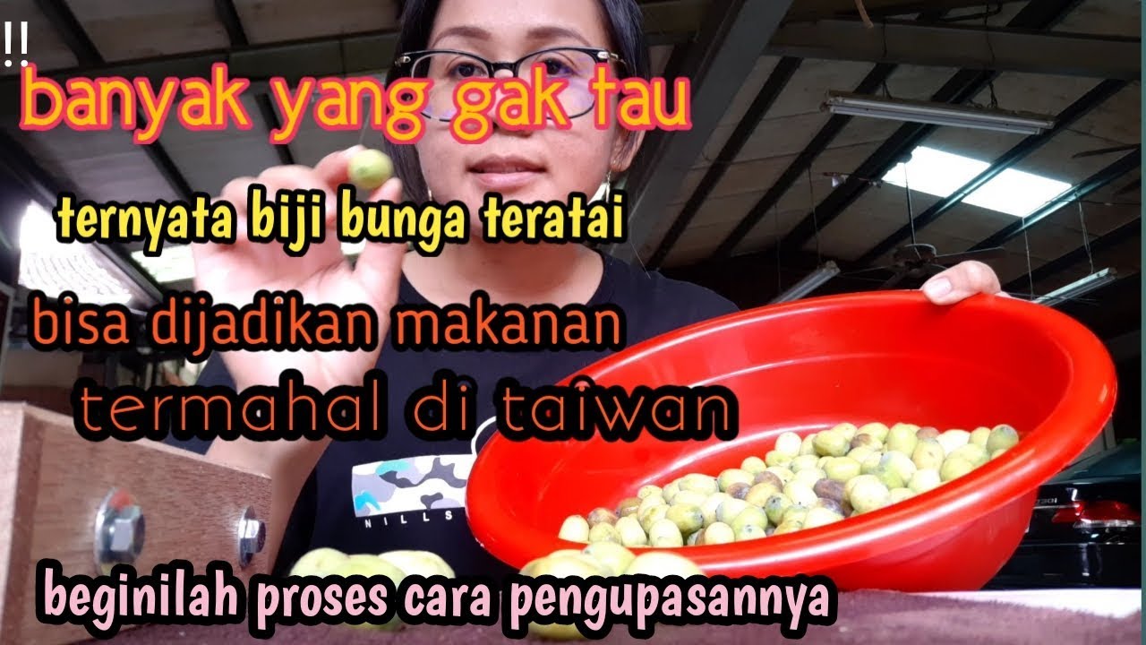 PROSES CARA PENGUPASAN BIJI BUNGA TERATAI,,TERNYATA BISA DI OLAH ...