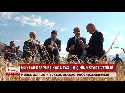 Naxçıvanda taxıl biçininə start verilib