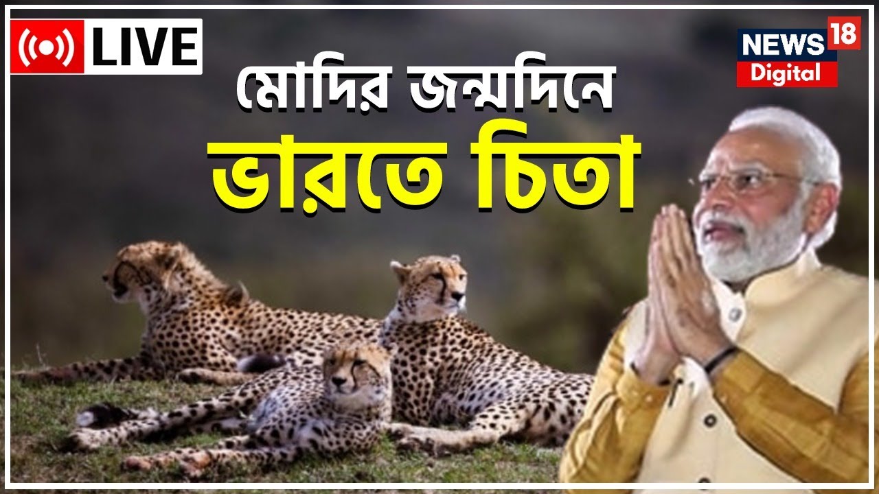 PM Modi LIVE | Cheetah in Kuno National Park LIVE News | ভারতে আগমন ...
