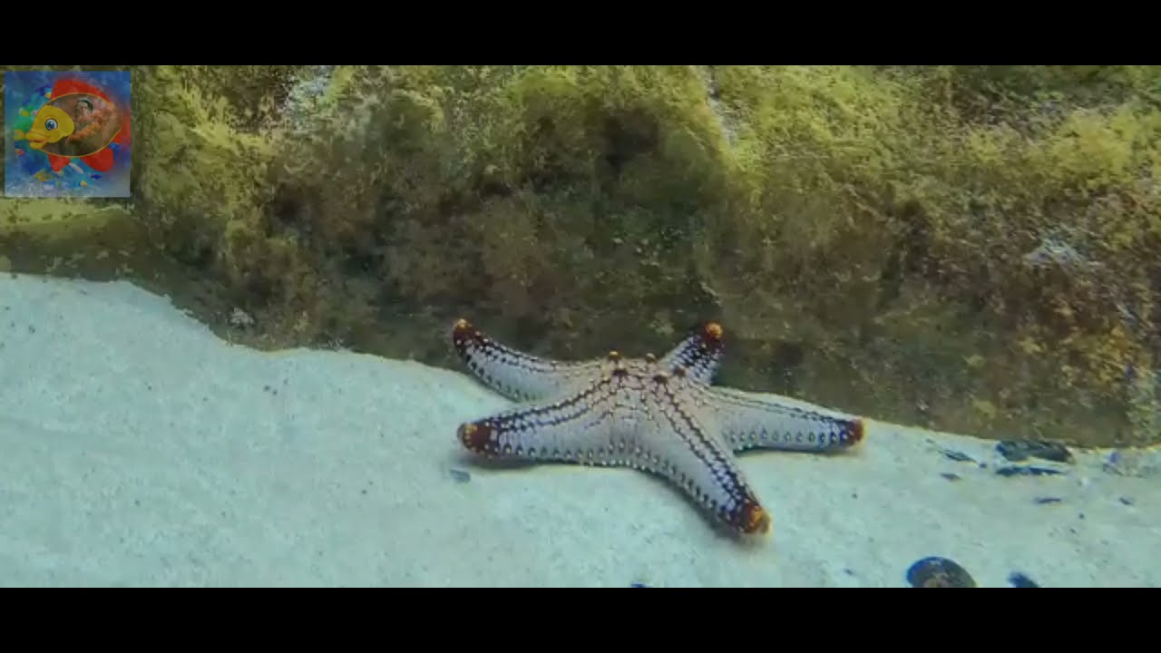 Star fish aquarium (Starfish tank) 🐠🐋🐟🐳🐬 - YouTube
