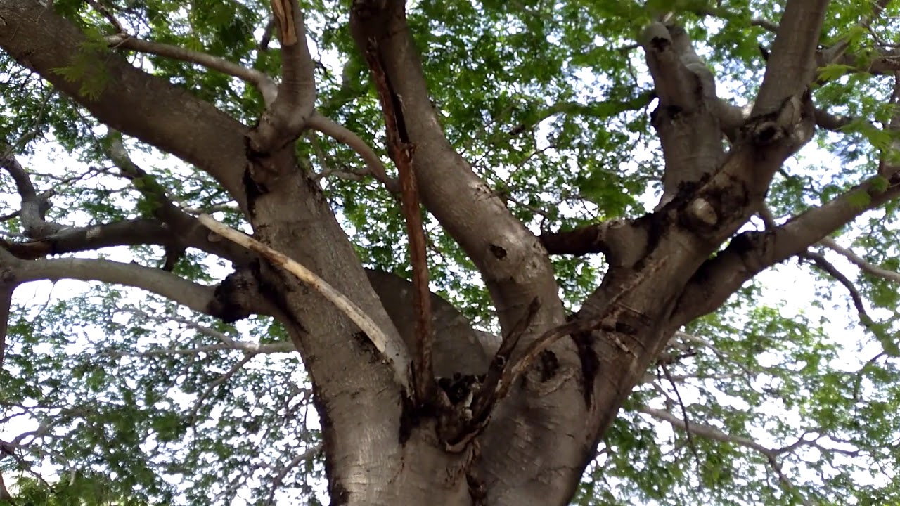 Huanacaxtles - YouTube