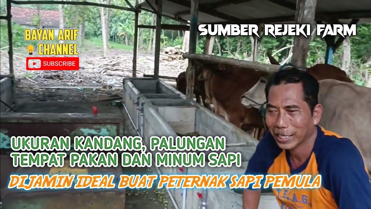 Ukuran Ideal Kandang Sapi, Palungan Pakan dan Tempat Minum || Cocok ...