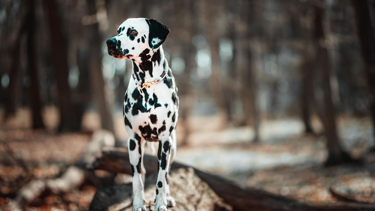 Understanding Dalmatian Temperament: Are They Aggressive Towards Other ...