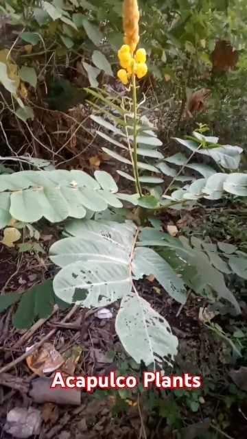 Akapulco plants A medical herb |#shorts #plants #farming #medicinalherb ...