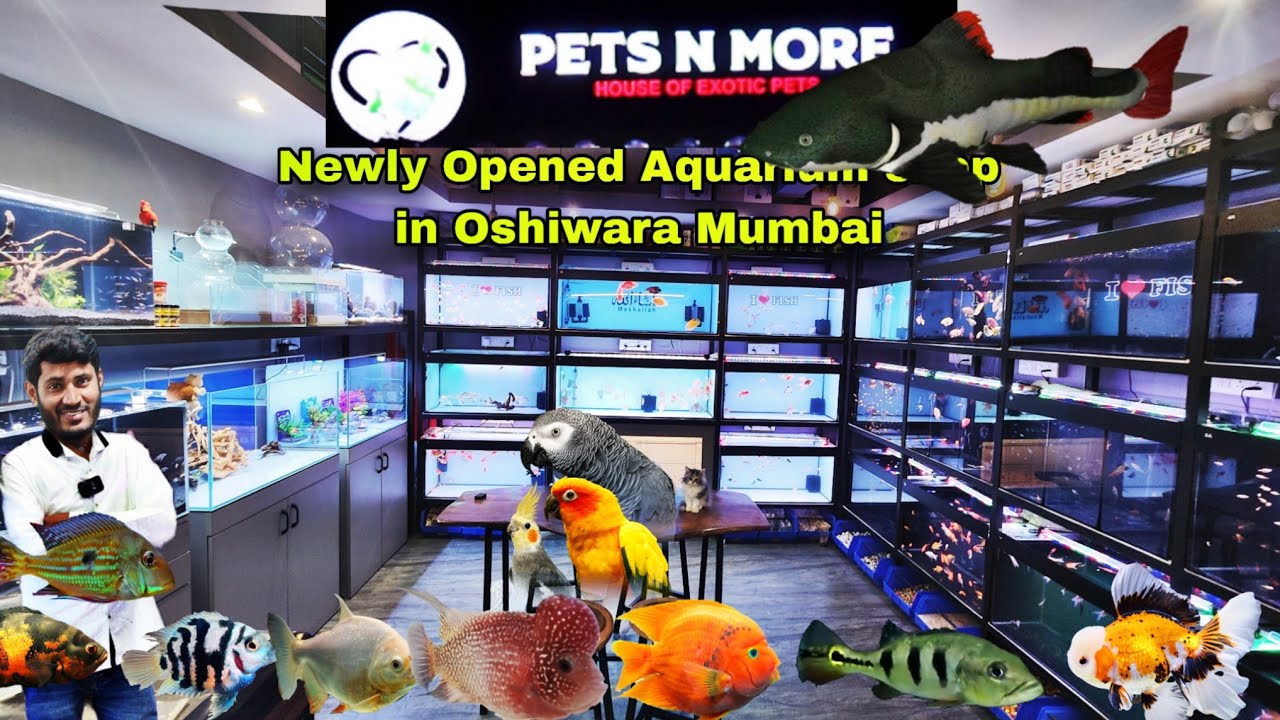 Pets N More Newly opened Aquarium shop in Oshiwara Mumbai - YouTube