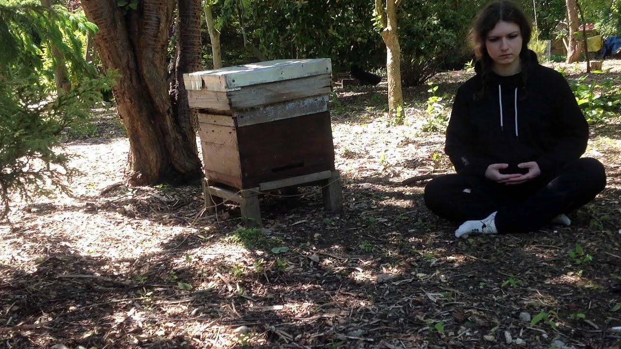 Meditation Challenge: Bees - YouTube