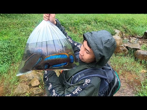 PECAH REKOORR..!! DAPAT BANYAK CHANNA LIMBATA RAKSASA || Mancing Ikan Channa Limbata Dialam