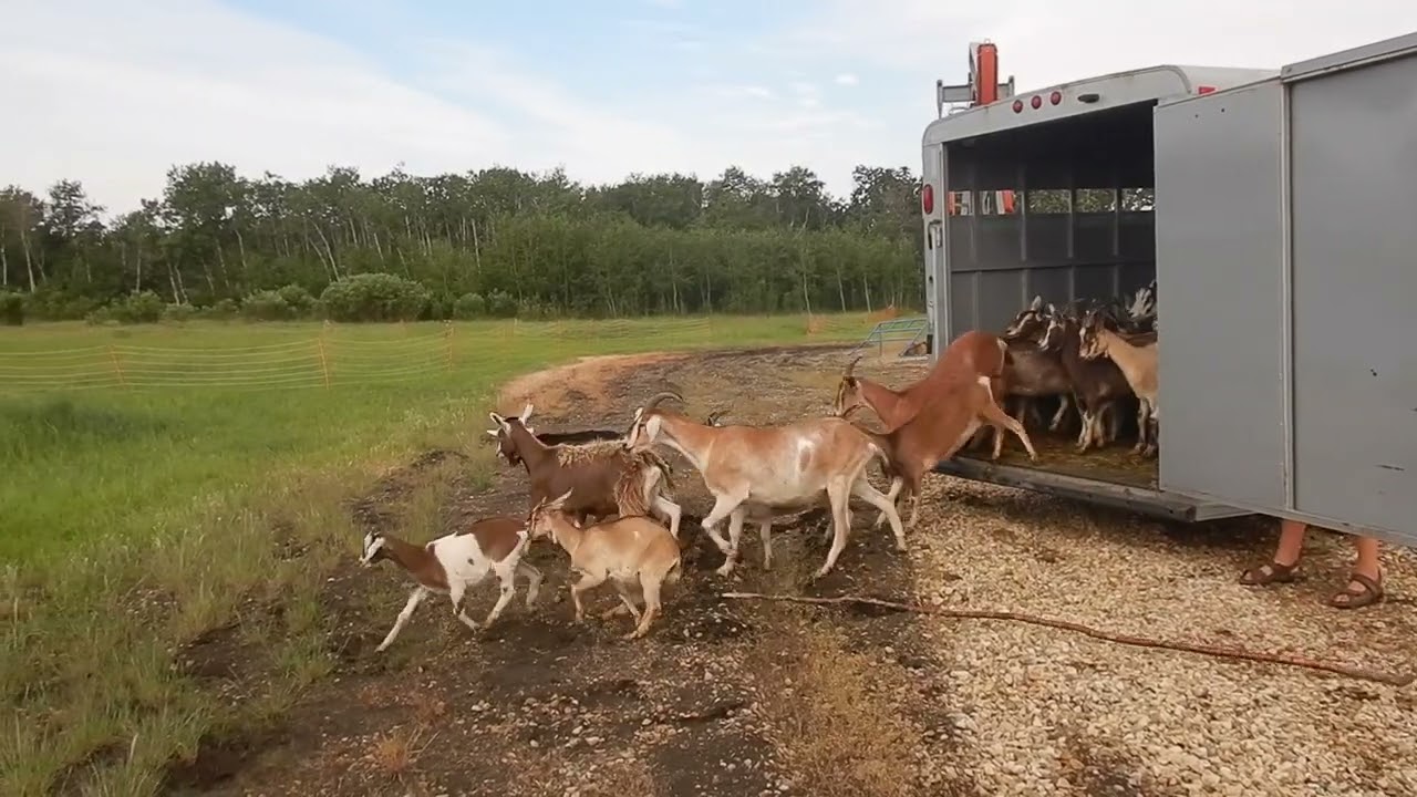 GOATS for Natural Weed Control - YouTube