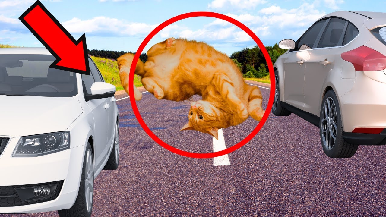 A Man Threw a Cat From One Moving Car to Another… THEN SPED OFF ...
