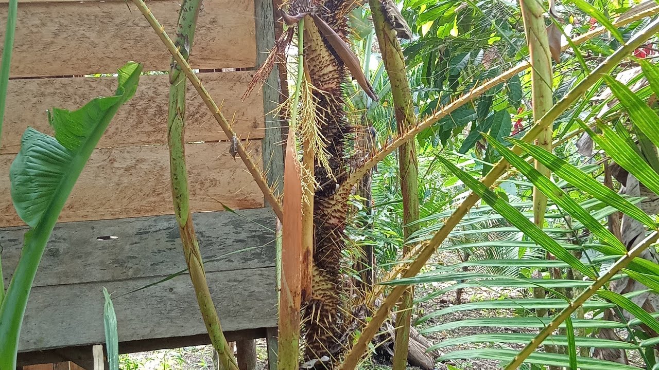 tanda dan bunga pertama muncul ‼️petani jernang Rokan hulu Riau # ...