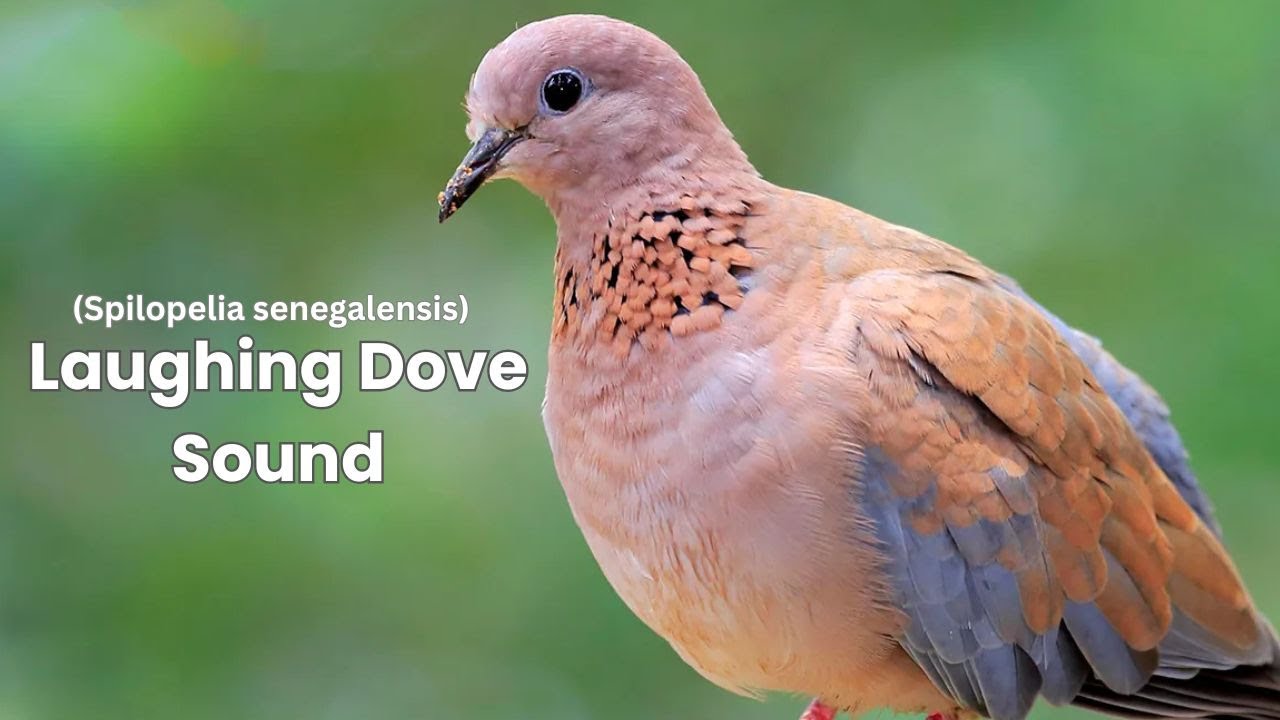 Laughing Dove Sound | Laughing Dove Call | Laughing Dove Voice ...