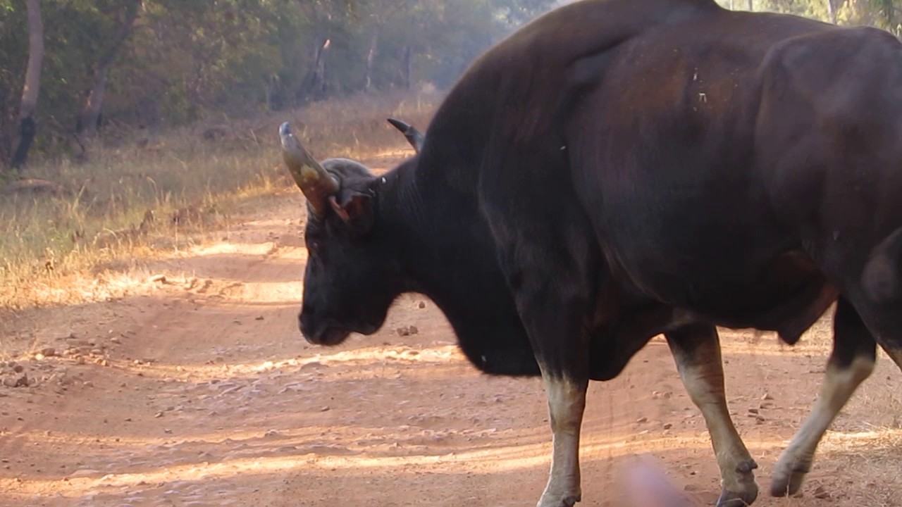 Male Wild Gaur (Indian Bison) Tadoba safari.. watch in 720p - YouTube