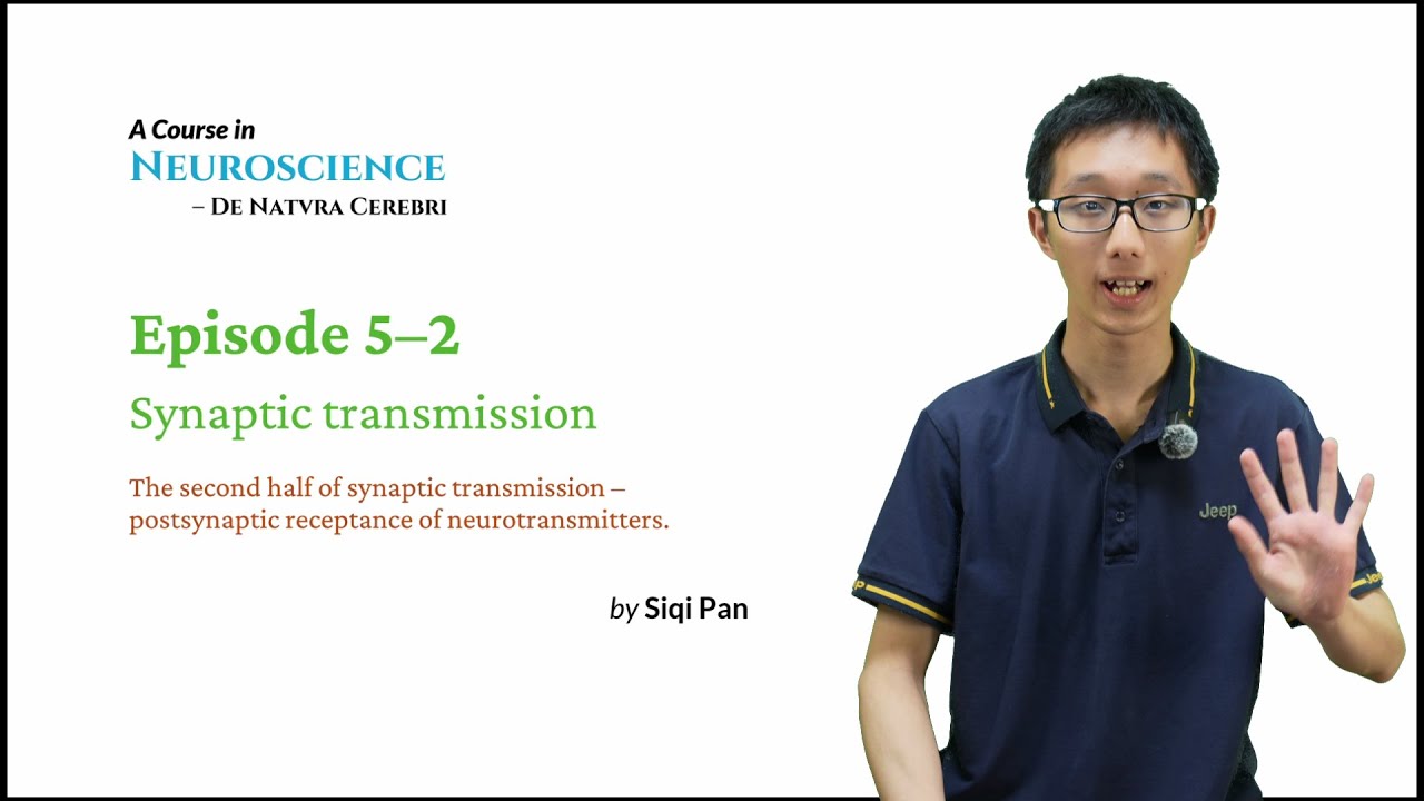 Neuroscience Course - EP5-2 Synaptic Transmission - YouTube