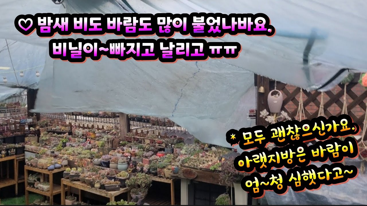 겨울나기준비 참고해주세요♥ 추위가 시작되었네요조금씩 준비해가시면됩니다옥상다육 다육 겨울대비옥상하우스겨울나기