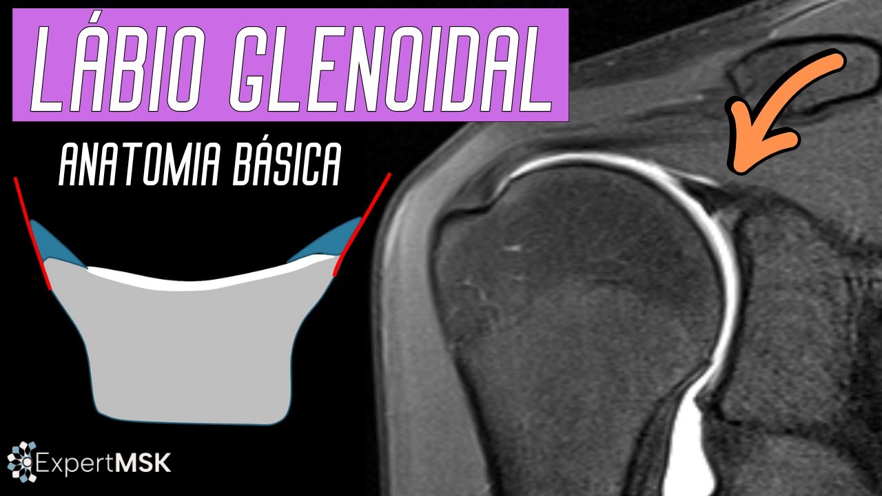 LÁBIO GLENOIDAL - Anatomia Básica - YouTube