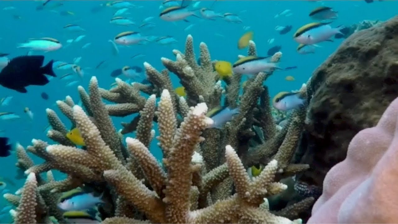 Research with coral larvae could save Great Barrier Reef - YouTube