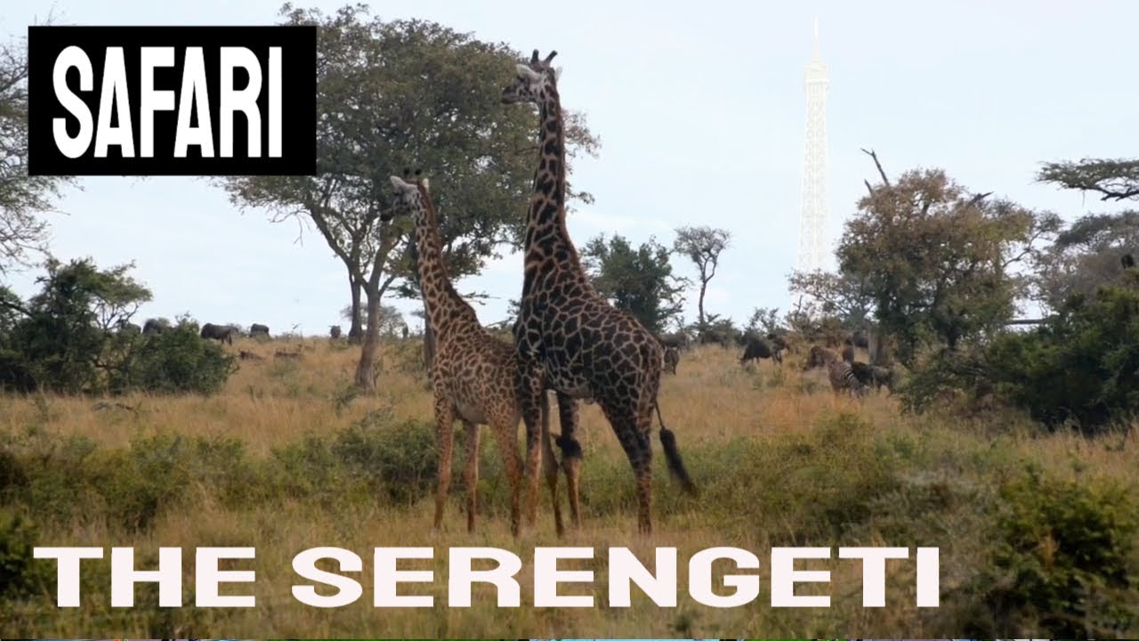 Giraffes Mating Ritual😊 #serengeti #safari #africa - YouTube