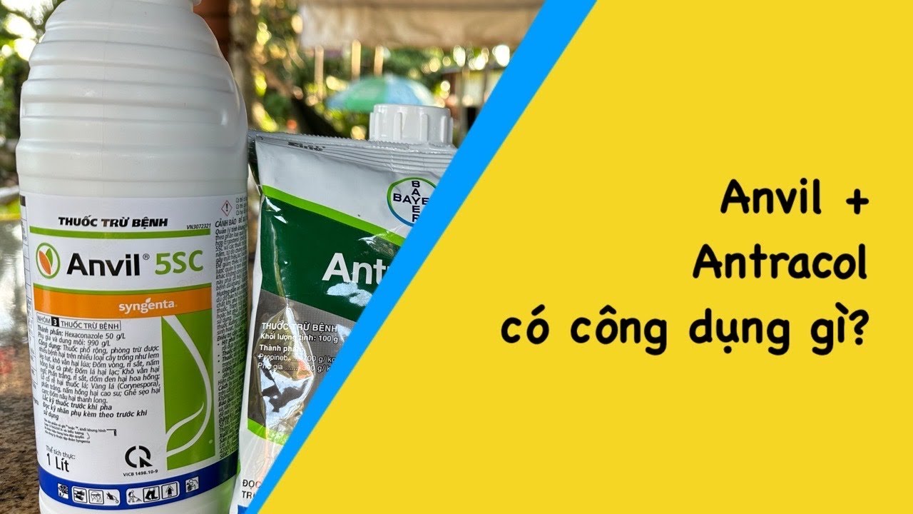 Anvil + Antracol phun có tác dụng gì? Phun giai đoạn lúa trổ điều và đỏ ...