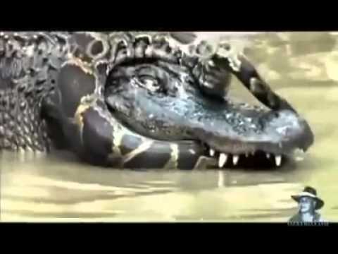 Python Thug Life - YouTube