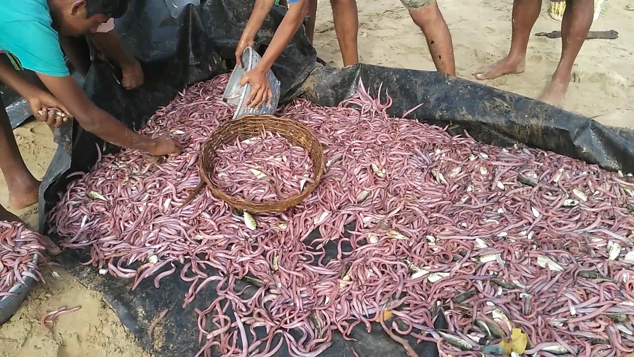 Fish at Karwar beach - YouTube