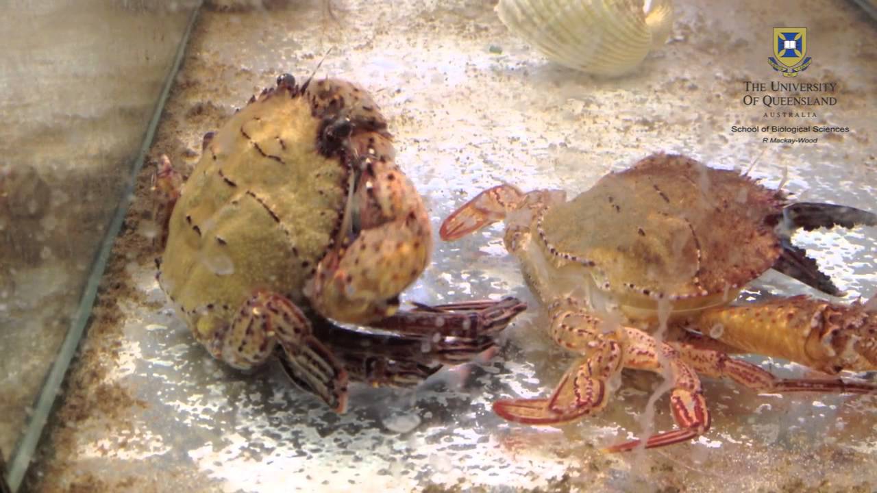 Crab Ecdysis - YouTube