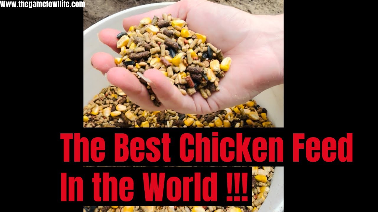 “THE WINNING FORMULA” THE BEST GAMECOCK FEED FOR YOUR GAME BIRDS ...