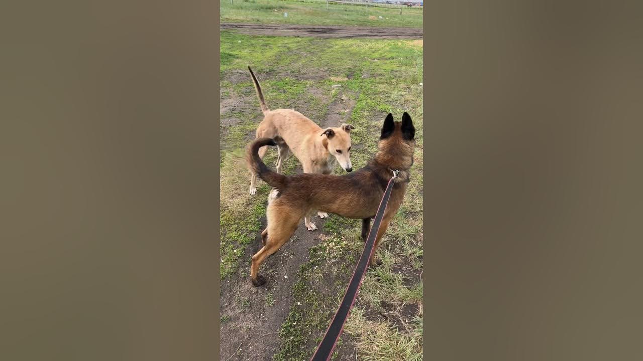 Че в новых знакомствах 😂 БЕСТиа БО Че Гевара - YouTube