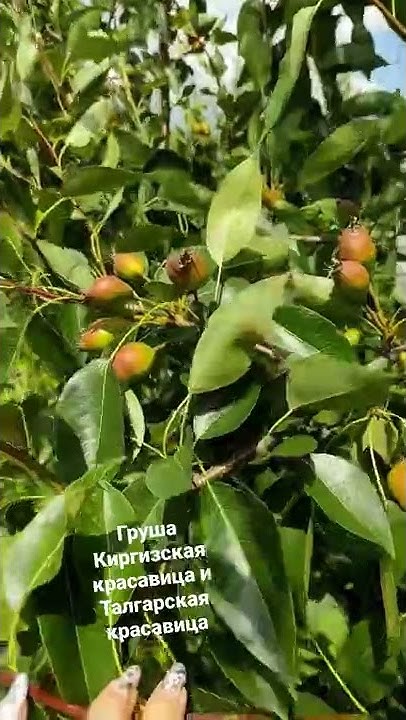 Груша Киргизская красавица,Талгарская красавица - YouTube