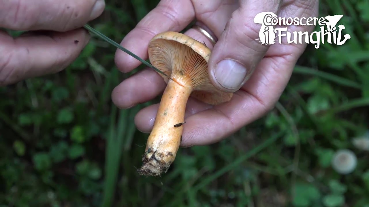 Conoscere i Funghi: Lactarius deterrimus [ COMMESTIBILE ] - YouTube