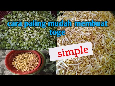 cara membuat toge paling mudah - YouTube