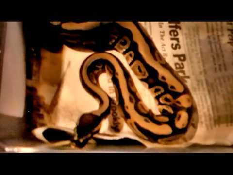 MFR: MY FIRST MORPH!!! - YouTube