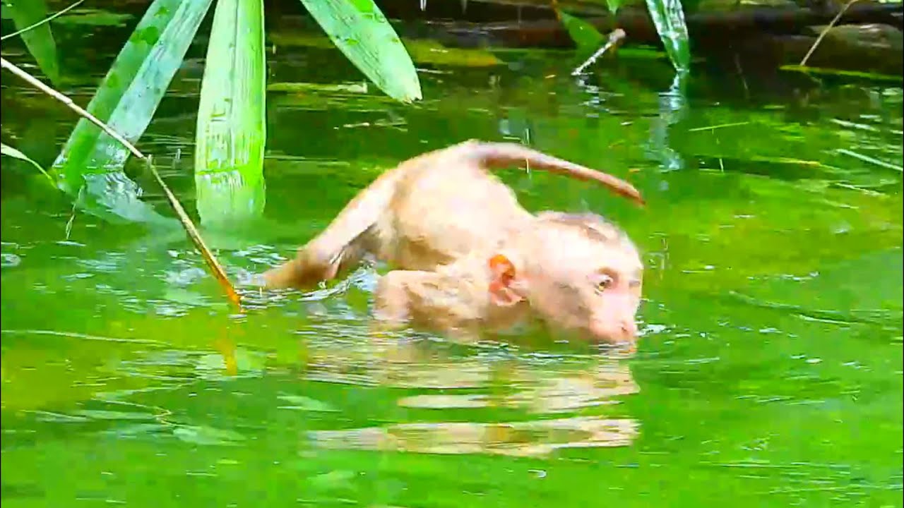 Let enjoys watching Mr Jimmy swims with his girlfriend Abby lol - YouTube