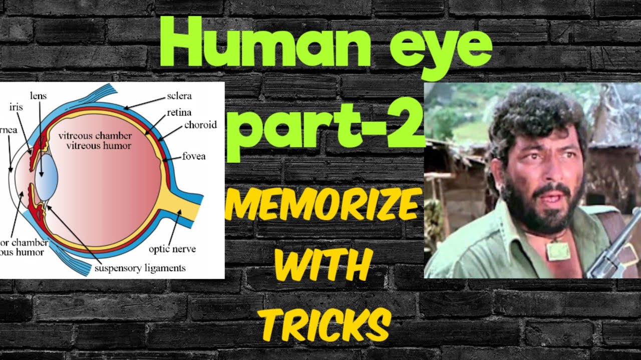 Mechanism of Vision - Human eye|Neural Control and Coordination ...