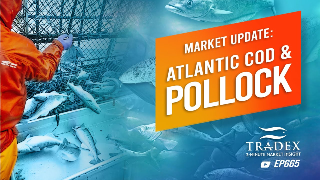 3MMI - Atlantic Cod & Pollock: Cod Supply Tight, More Pollock ...