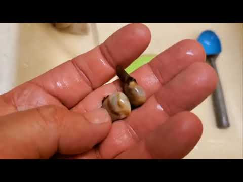 Staining Elk Ivory - YouTube