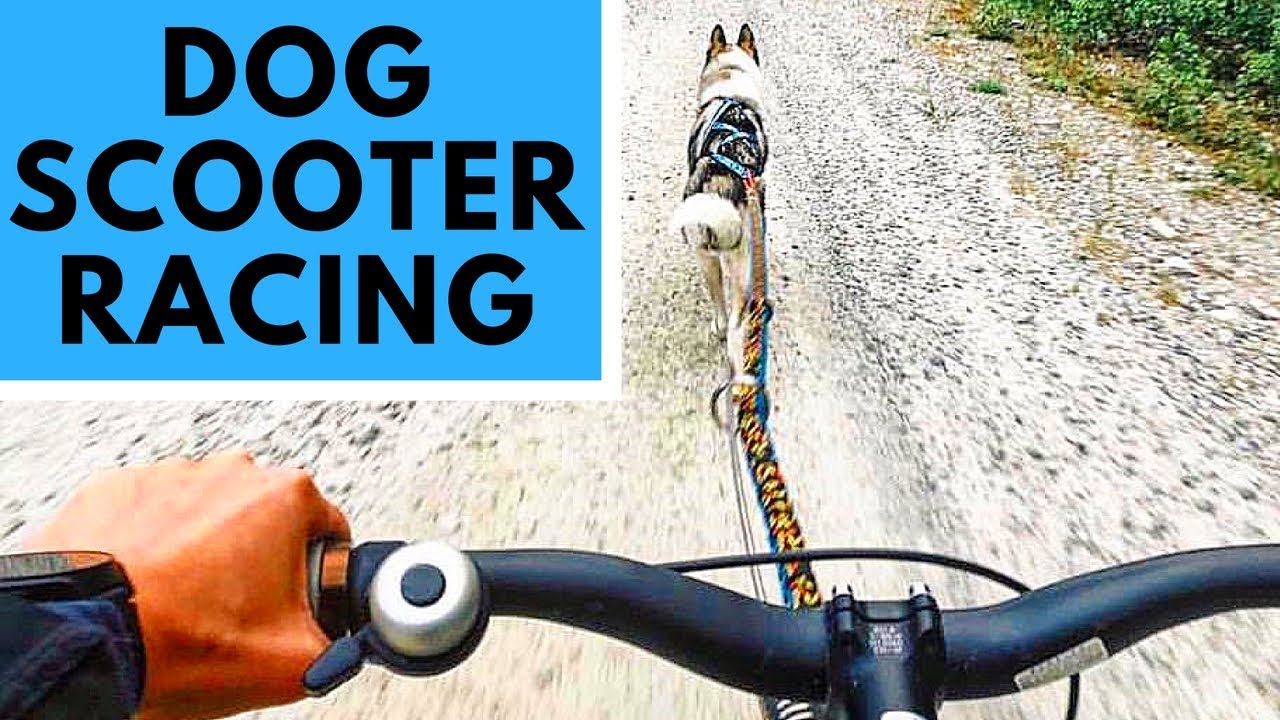 Dog Scootering - Your Dog Will Love This Sport! - YouTube