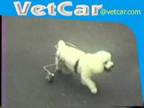 VetCar Poodle - YouTube