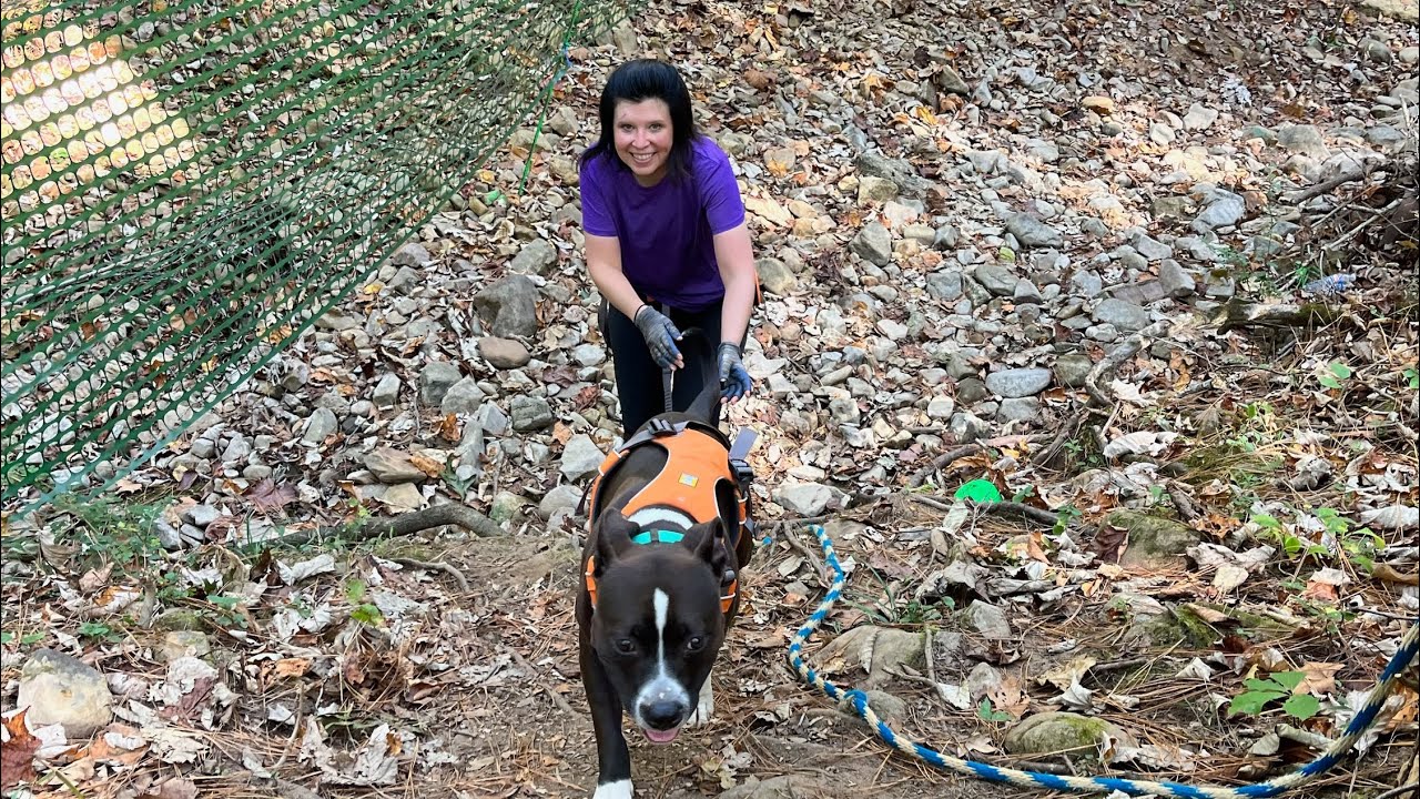 One World Canine Obstacle Race 2023 - YouTube
