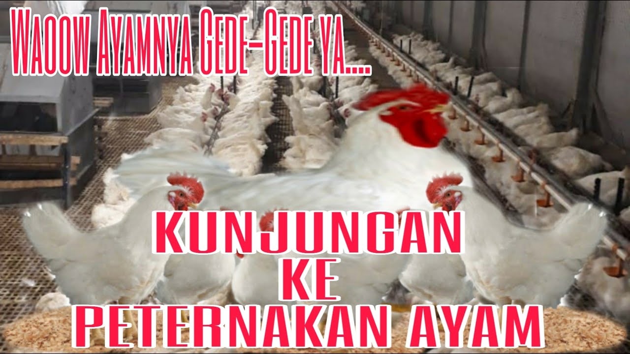 Kunjungan ke peternakan indukan Broiler atau Ayam Parent Stock - YouTube