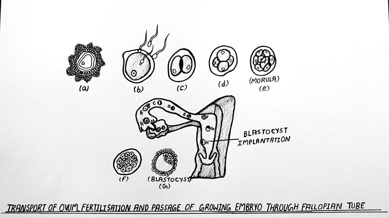 Transport Of Ovum Fertilisation And Passage Of Growing Embryo Through ...