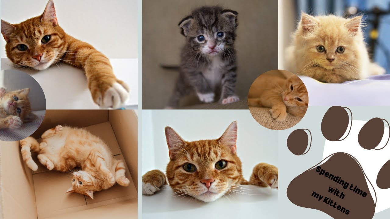 Spending time with my Cat's 🐈😺 | My lovely Cats 😊 - YouTube
