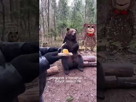 Bedava bala sevinen Ayı! Bal Gibi Mutluluk! Rusya’da Ayı Sevincini Böyle Gösterdi
