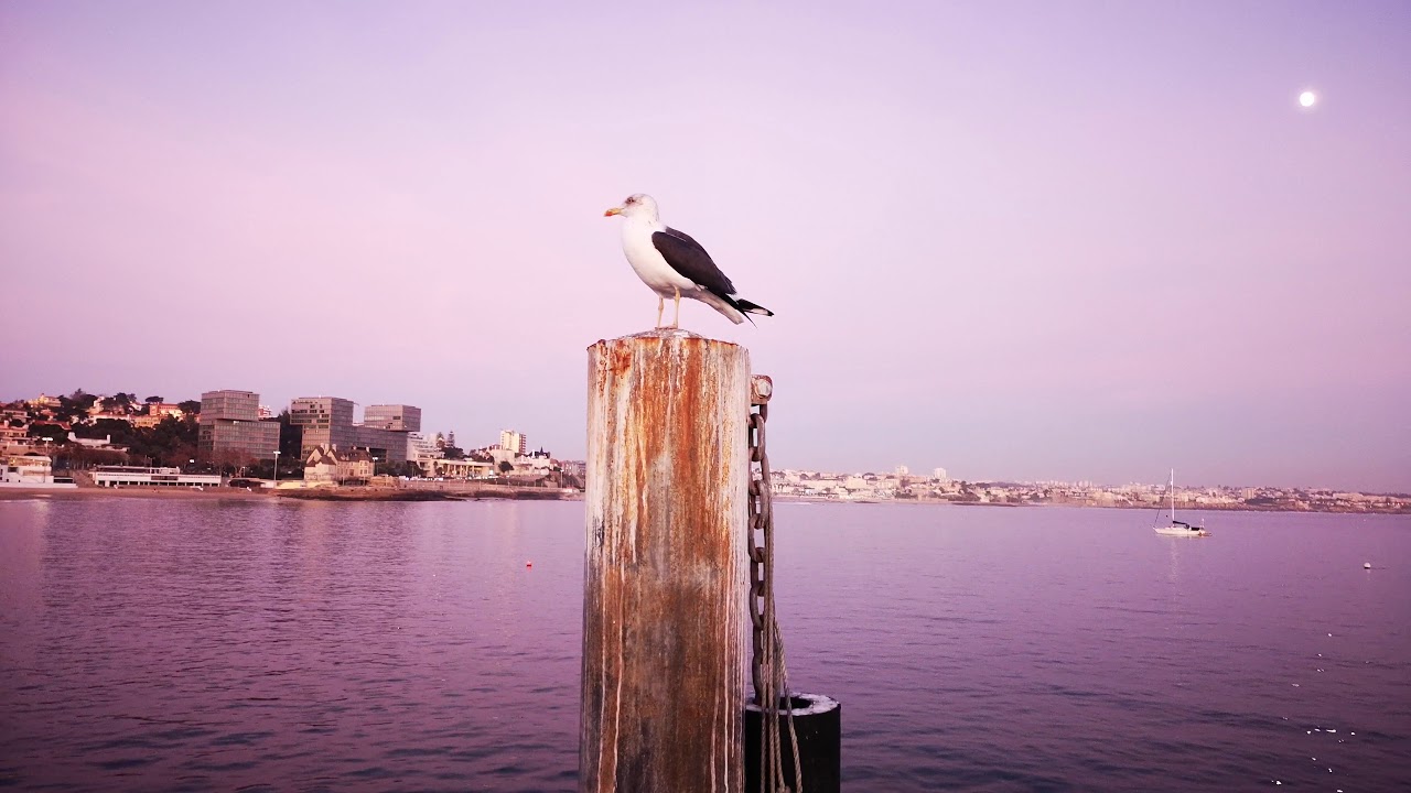 La Gaviota de Nemo - YouTube