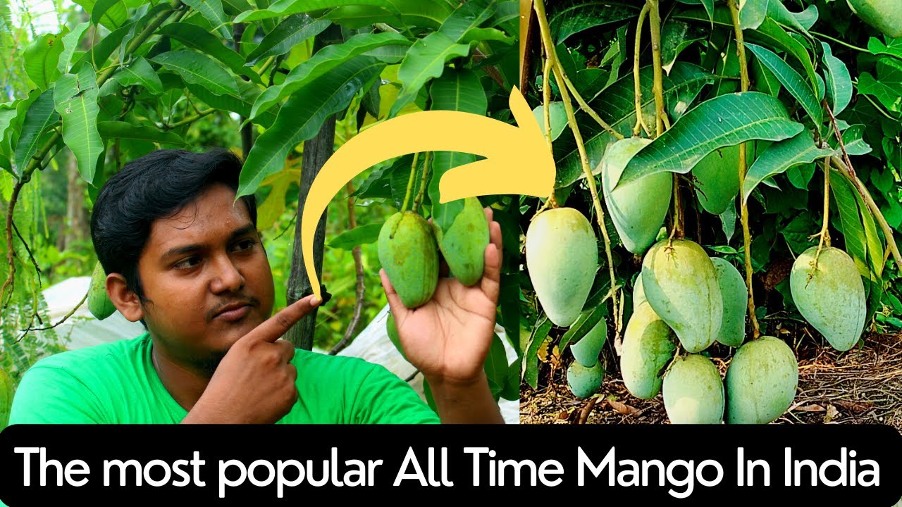 Thai Katimon Mangos Win India | Some Secreats Of Katimon Mango.कैटिमोन ...