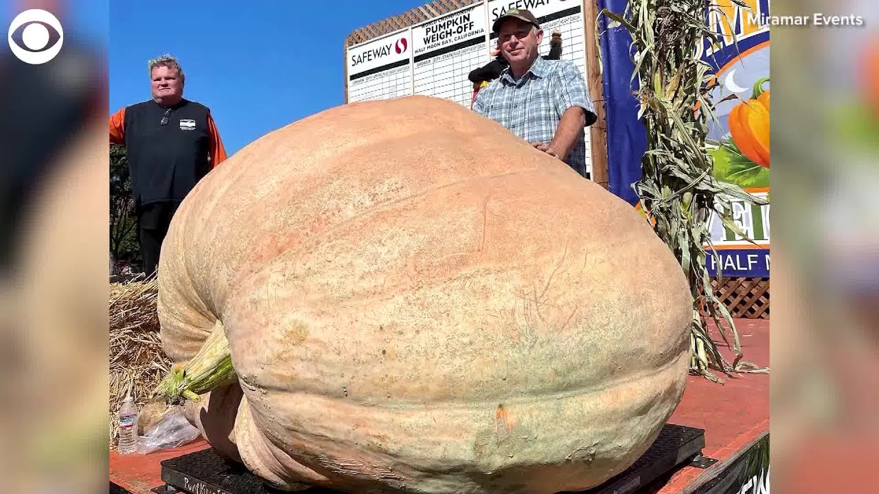 WEB EXTRA: Pumpkin Weigh-Off - YouTube