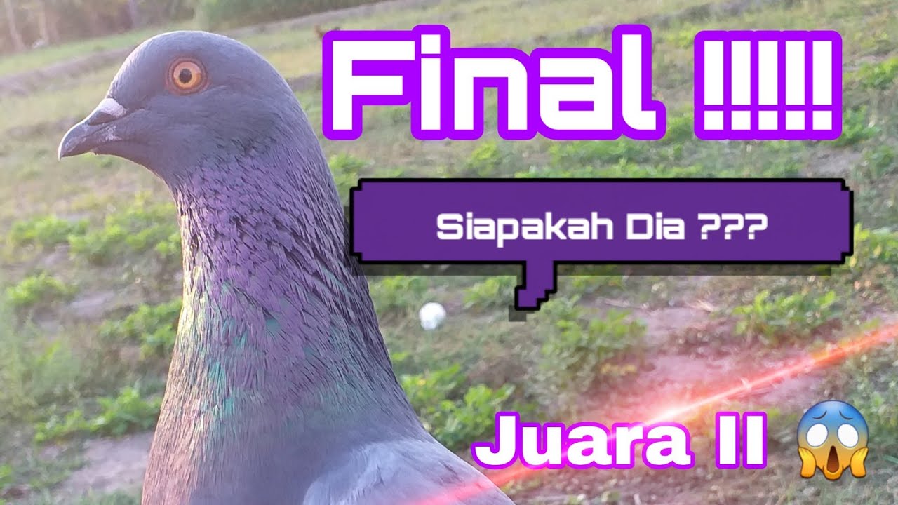 Lomba Perdana Merpati Balap Sprint.. - YouTube