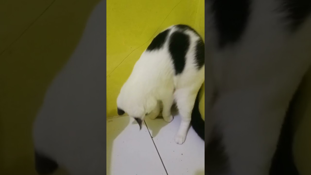 Kucing Lucu: Poh Salto Sampai Air Tumpah😂 - YouTube
