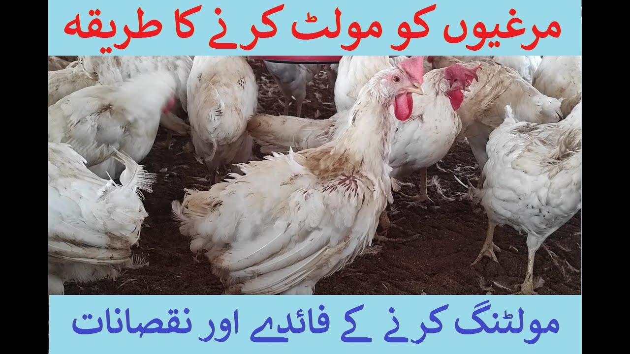 How to Start Chicken Moulting Process || Benefit and Disbenefit of ...