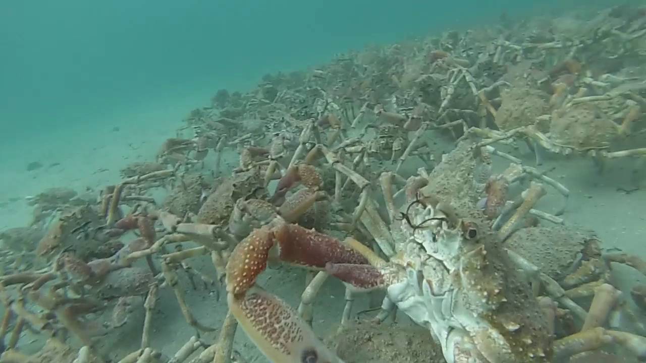 Spider Crab Invasion - YouTube