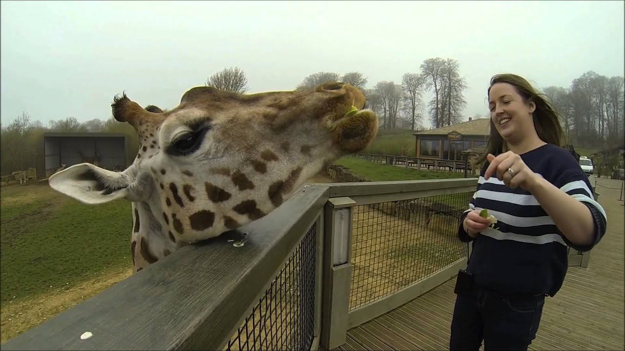 VIP Giraffe Experience at Longleat Safari - YouTube